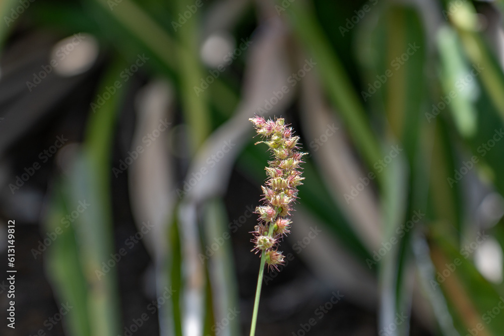 Cenchrus echinatus is a species of grass known by the common names ...