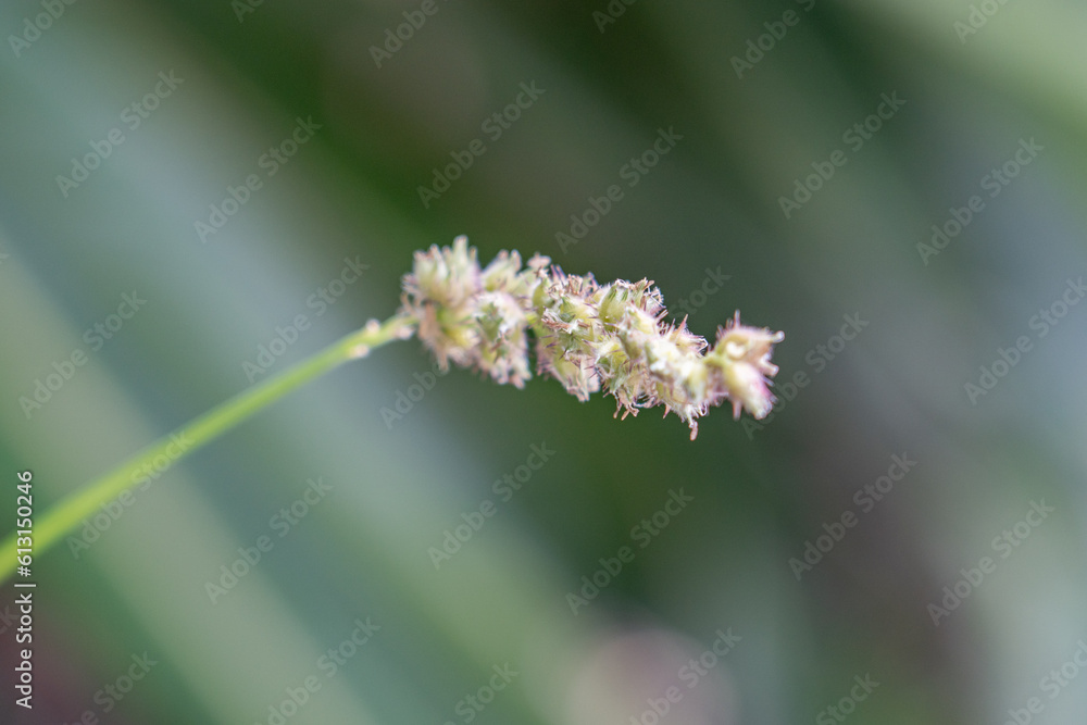 Cenchrus echinatus is a species of grass known by the common names ...
