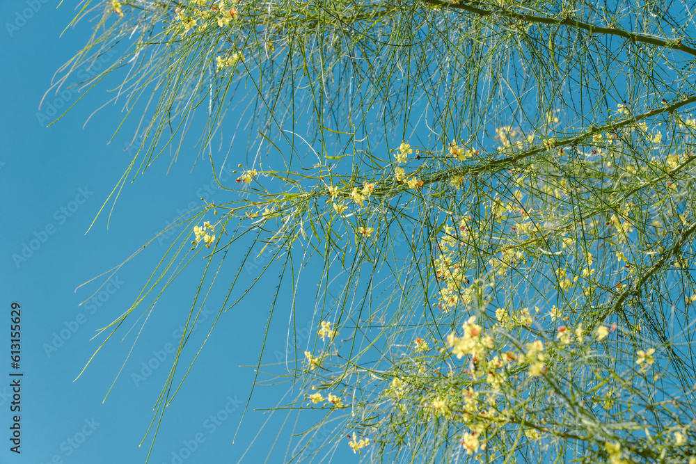 Parkinsonia aculeata is a species of perennial flowering tree in the ...