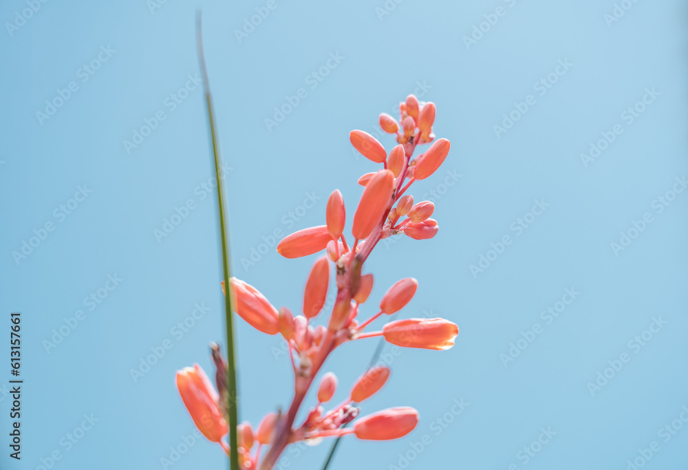 Hesperaloe parviflora, also known as red yucca, hummingbird yucca ...