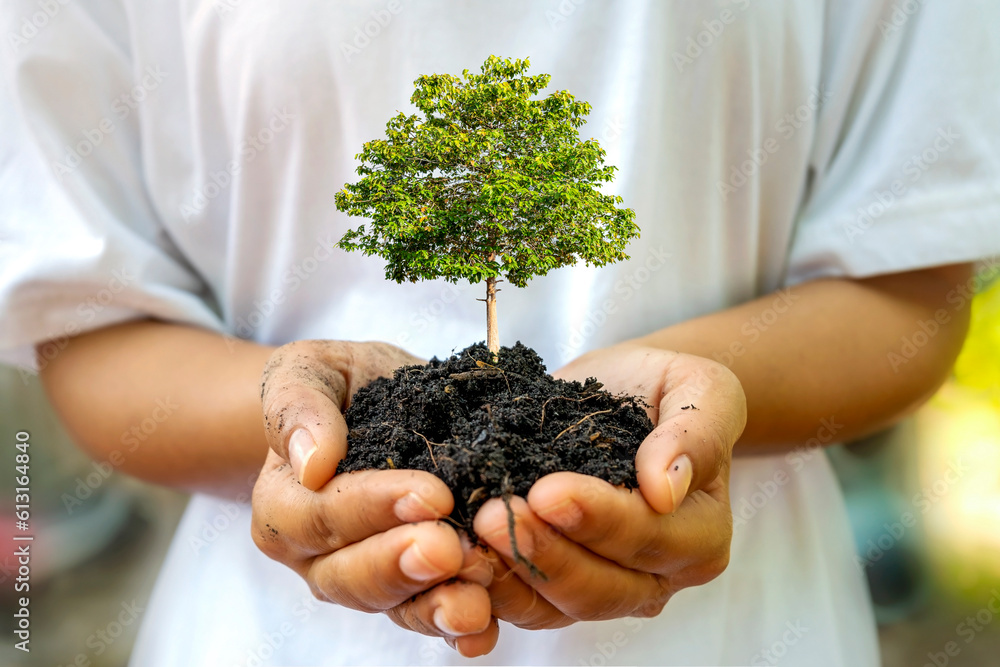 Trees are growing in the soil on human hands, Earth Day concept and ...