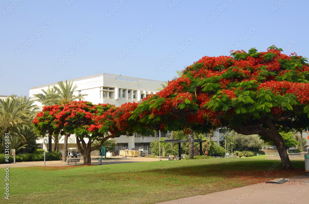 Flamboyant arvore tree. Royal gulmohar in bloom. Delonix regia flower ...