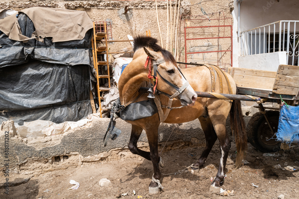 Cheval attelé à une charrette traditionnelle dans une rue de Saint ...