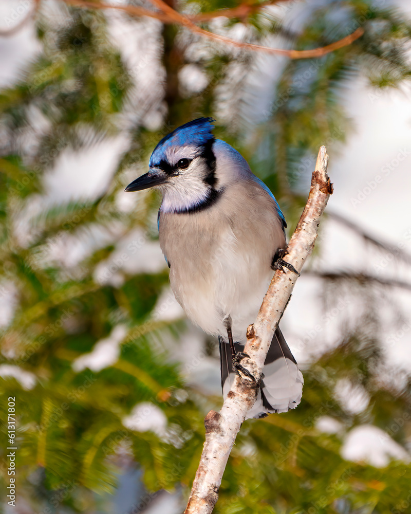 Blue Jay Photo and Image. Close-up profile front view perched on a ...