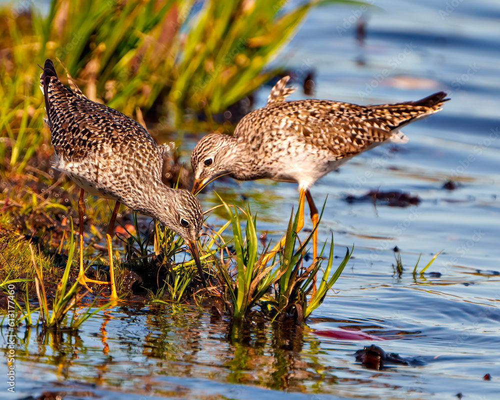 Common Sandpiper Photo and Image. Sandpiper birds foraging for food in ...