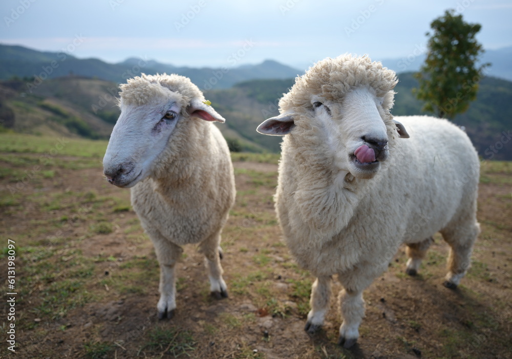 Fluffy sheep making funny faces sticking out their tongues and licking ...