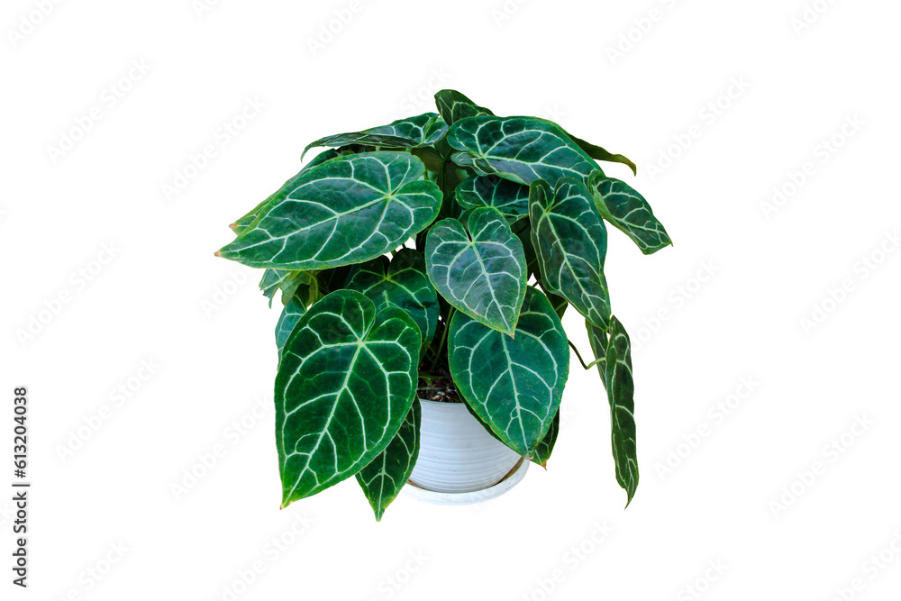 Exotic heart shaped green variegated leaves pattern of rare Anthurium ...