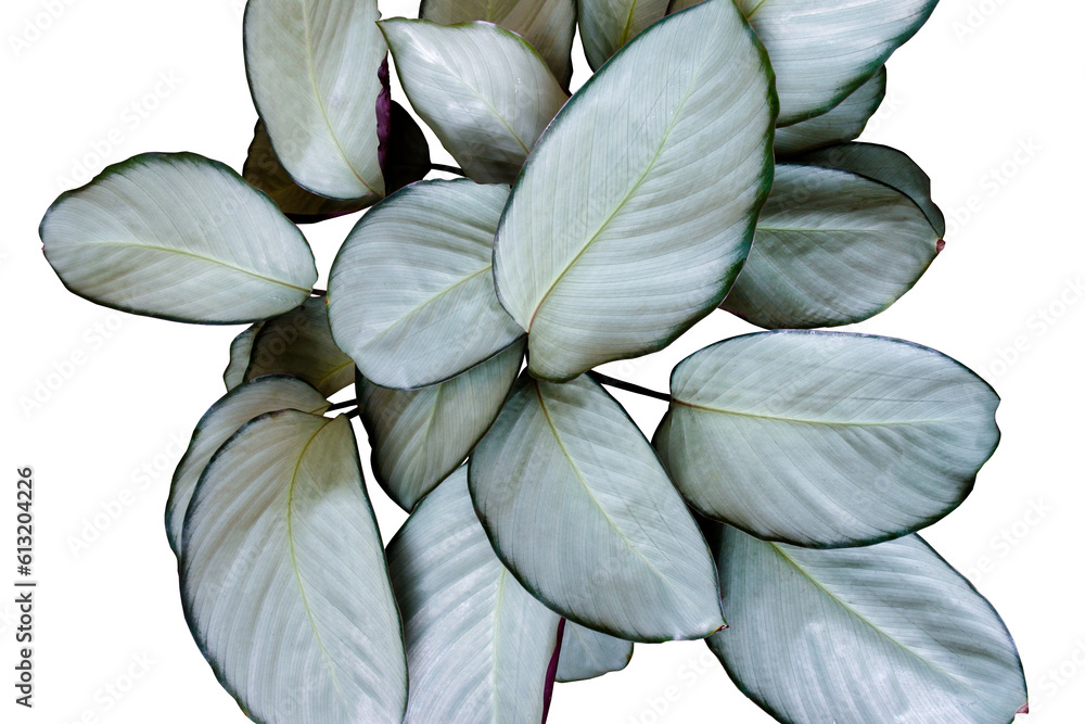Exotic tropical foliage plant Calathea 'Silver Plate popular houseplant ...