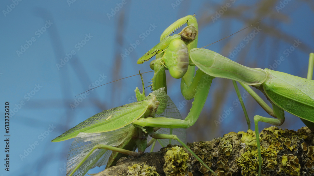 Sexual cannibalism, Close-up portrait of large female green praying mantis eats the male after ...