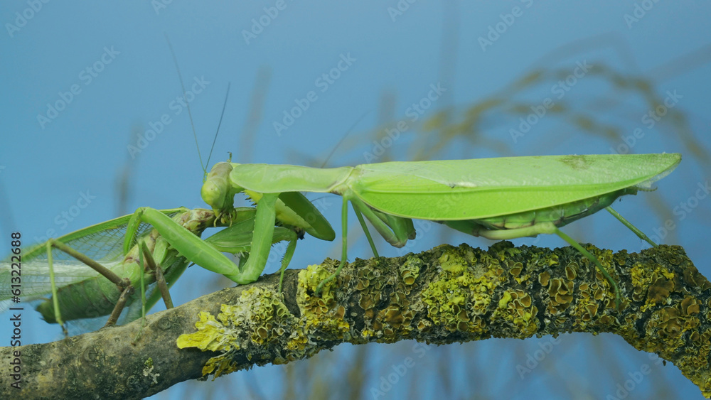 Sexual cannibalism, Close-up portrait of large female green praying ...