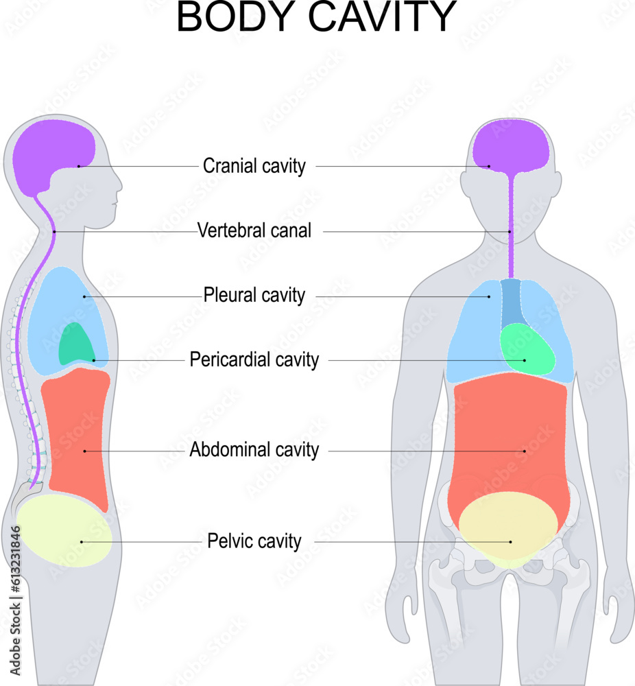 dorsal and ventral body cavities for internal organs or viscera. Stock ...