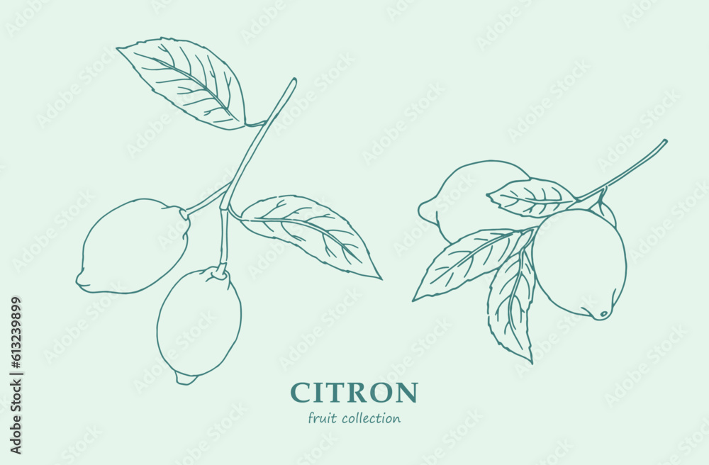Lemon, citron, logo,lime , lemon branch , line art, sketch, drawing ...