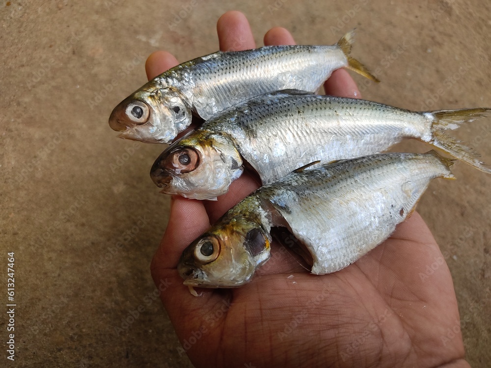 fresh degutted and processed sardine fish in nice green background HD ...