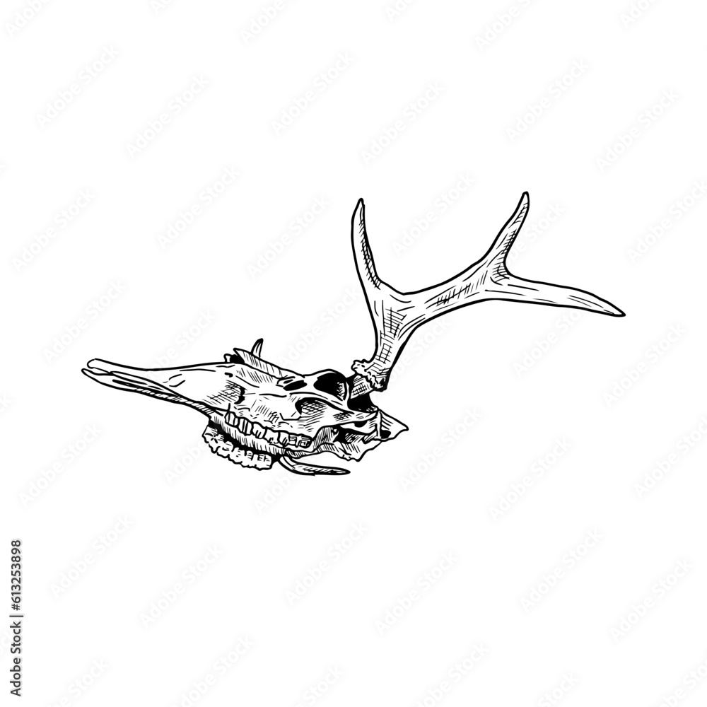 Moose skull. Vector illustration. Isolated object on a white background ...