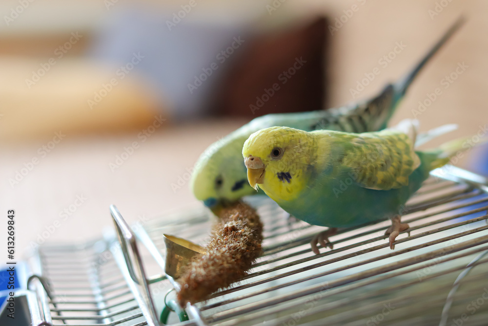 Funny Parakeet Pictures