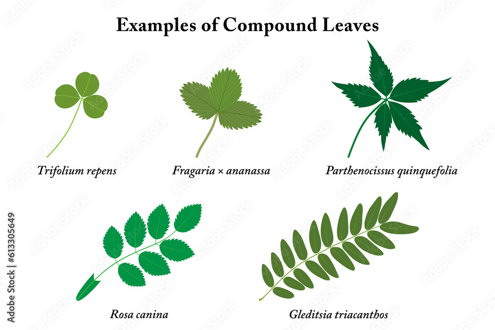 Examples of compound leaves with names. Green leaves isolated on white ...