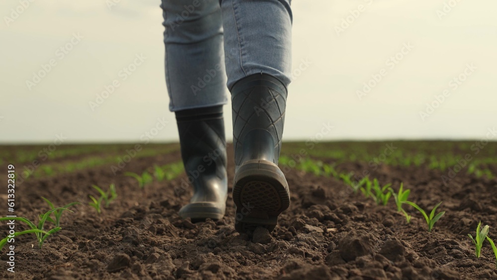 rubber boots corn field, farmer business, dust boots summer, sprout ...
