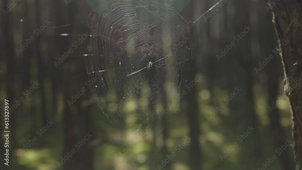 spider and spider web cobweb in forest sunny daytime pine trunks behind ...