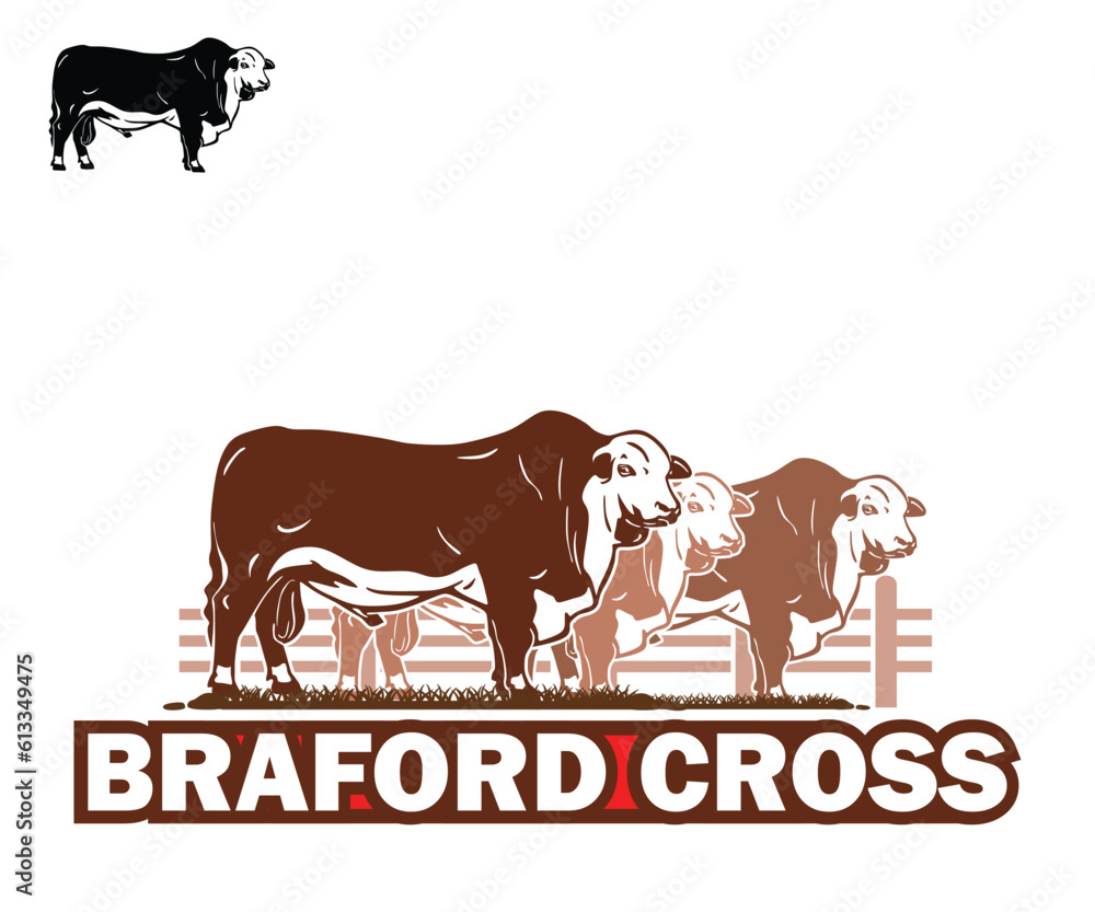 Braford Bull