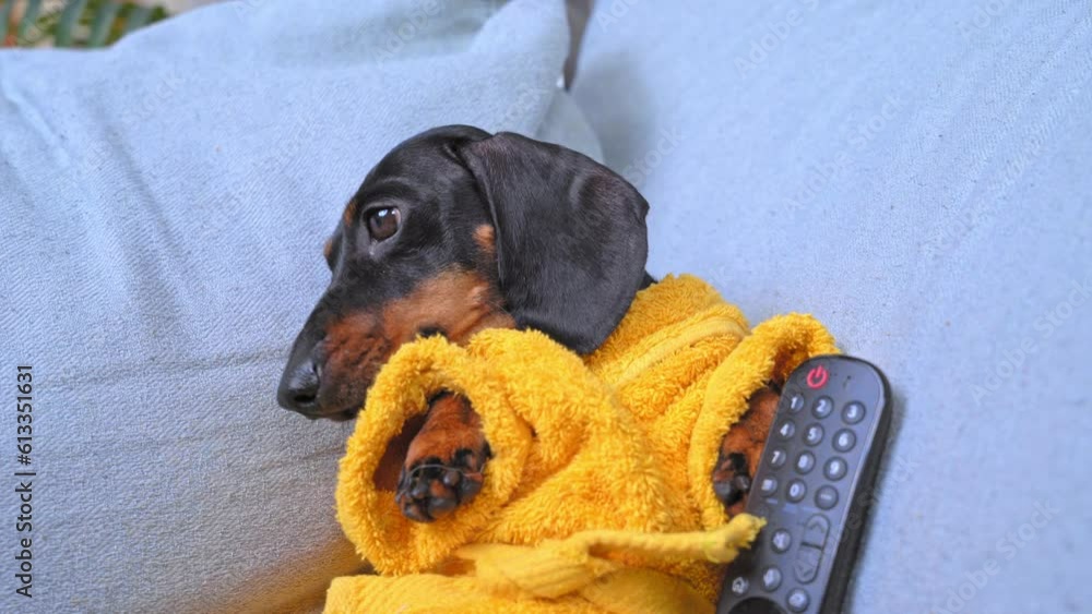 Funny lazy dachshund puppy sits in yellow bathrobe on sofa with TV ...