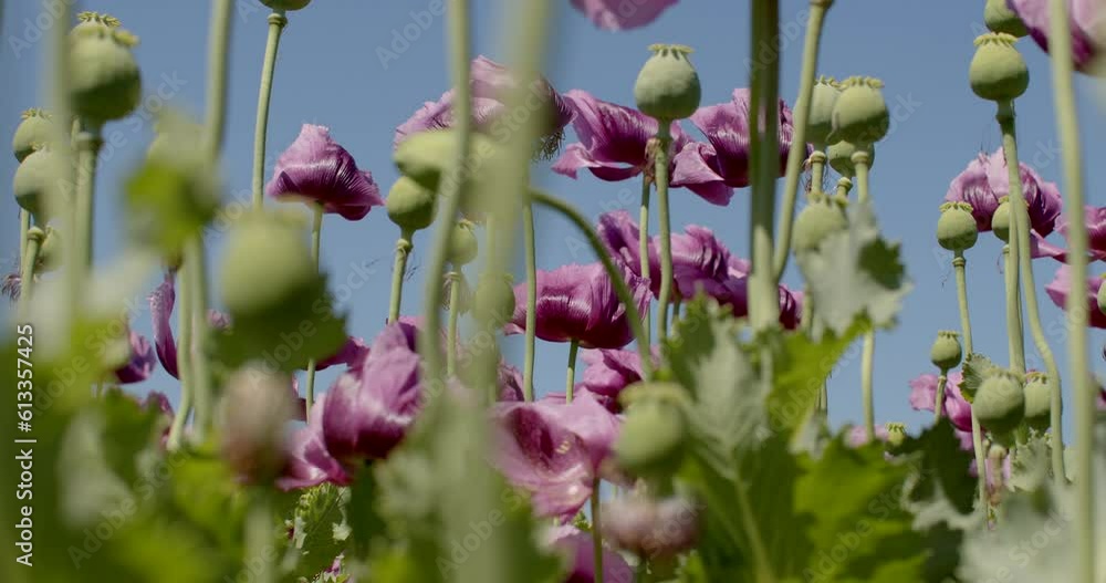 Opium poppy is cultivated for its alkaloid content, particularly ...
