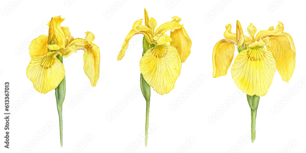 watercolor drawing flowers of yellow iris, water flag isolated at white ...