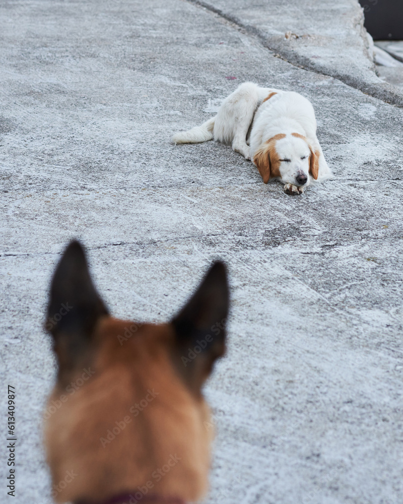 Beautiful white-red dog mix of breeds in nature. Homeless pet. Dog ...