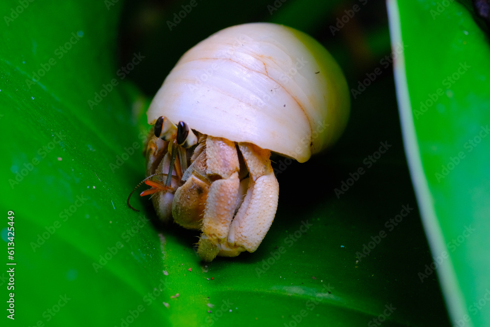 Macro Photography. Closeup Shot of hermit crabs taking shelter among ...
