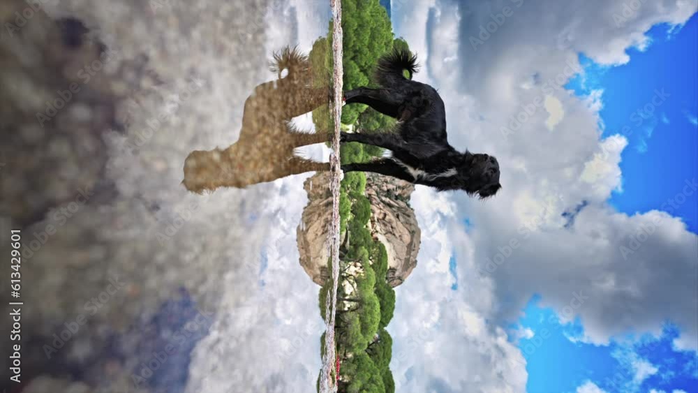 Dog standing up straight near a water puddle which reflects his image ...