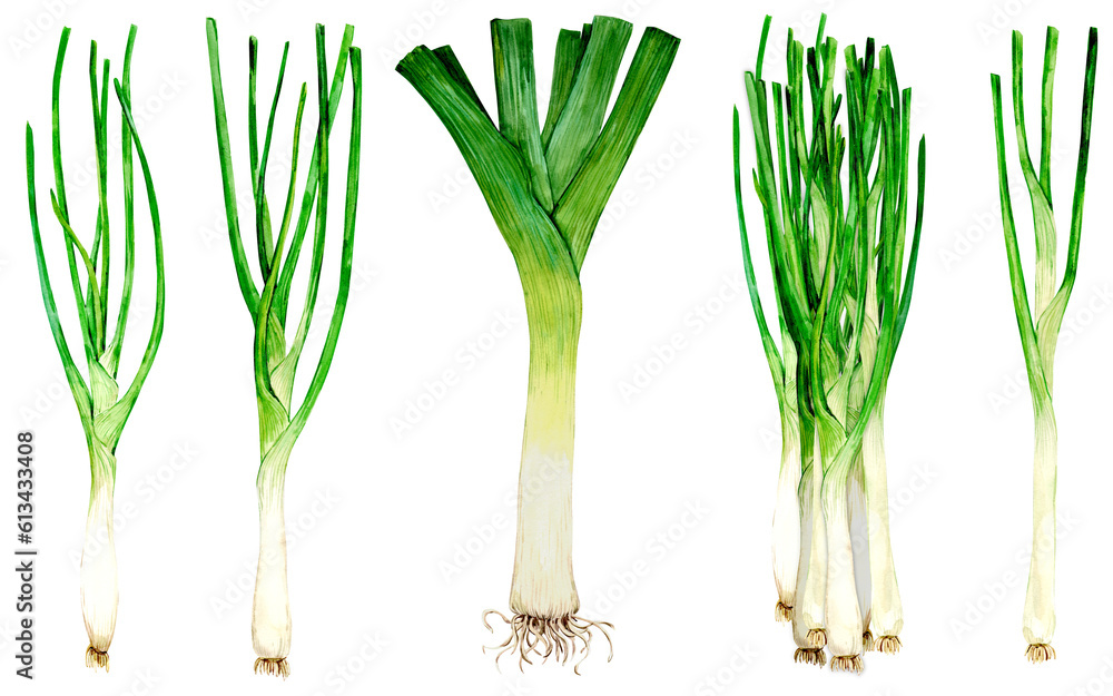 Ilustrace „Leek, whole stalks of shallots, green onions. Watercolor ...