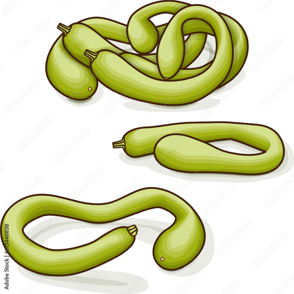 Group of Tromboncino Squash or trombetta squash. Zucchino or zucchetta ...