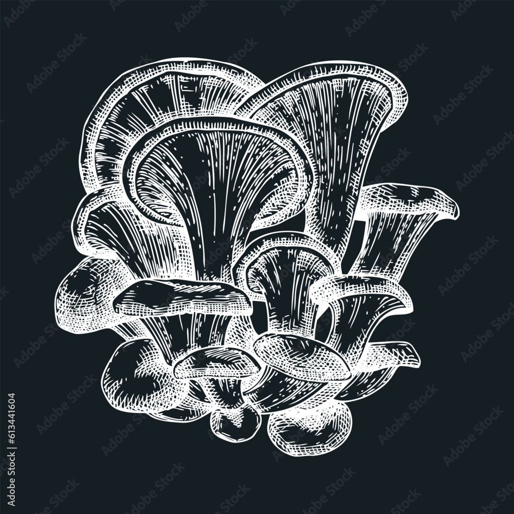 Oyster mushroom sketch. Hand drawn edible fungus illustration. Fungal ...