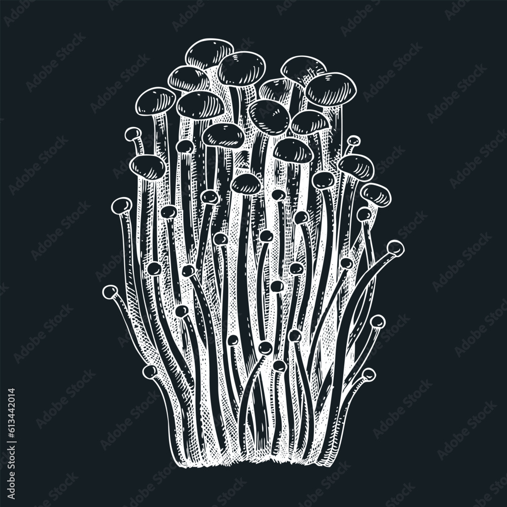 Enioki mushroom sketch. Edible fungus illustration on chalkboard ...