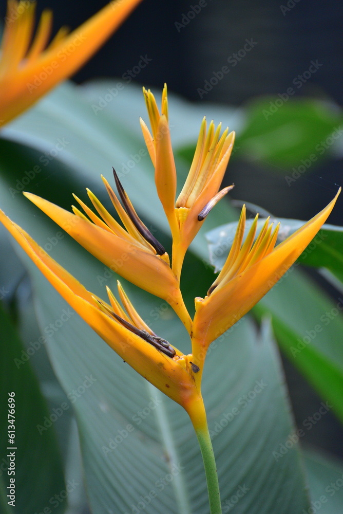 Heliconia yellow flower at the garden, Heliconia is a genus of ...