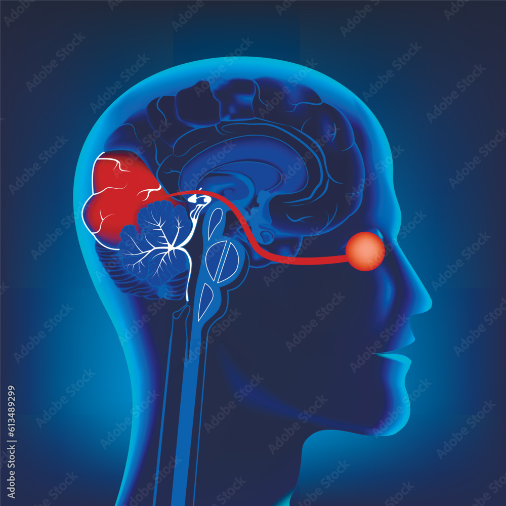 Vetor de Human head in longitudinal section. The brain with organs of ...