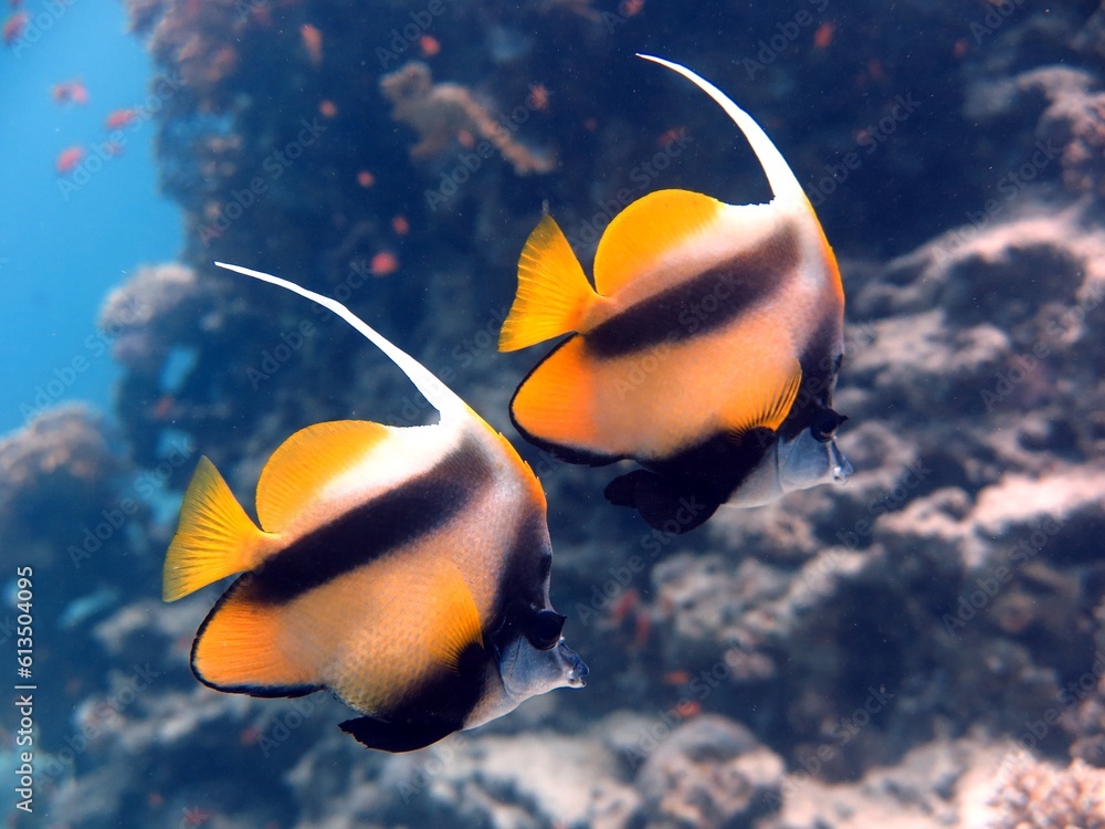 yellow banner fish with two black bars at the red sea Stock Photo ...