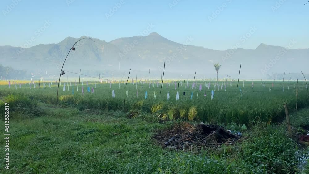 Traditional tools in rice paddy field to drive away birds made from ...