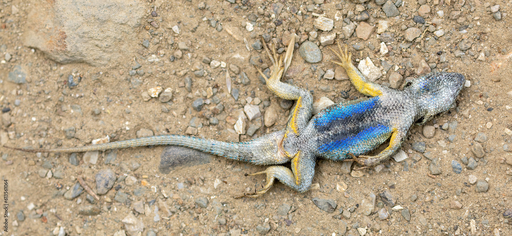 Western Fence Lizard adult male plays dead to stay alive. The blue ...