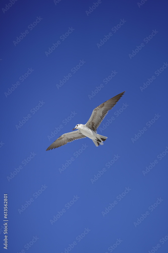 Foto Stock Gaviota volando en el cielo con las alas extendidas , vista ...