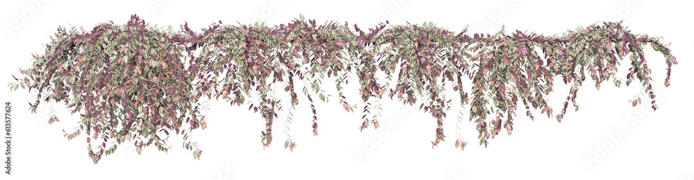 Plants ivy or a trail of realistic ivy leaves. Bushy wandering jew ...