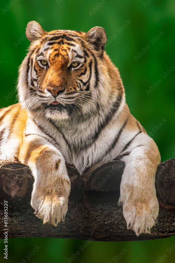 Cute Siberian or Amur tiger with black stripes lying down on wooden ...