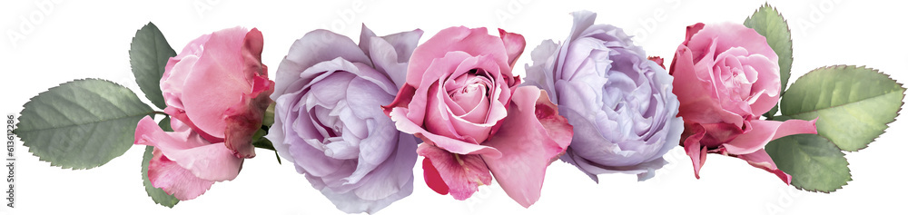 Roses and isolated on a transparent background. Png file. Floral line ...