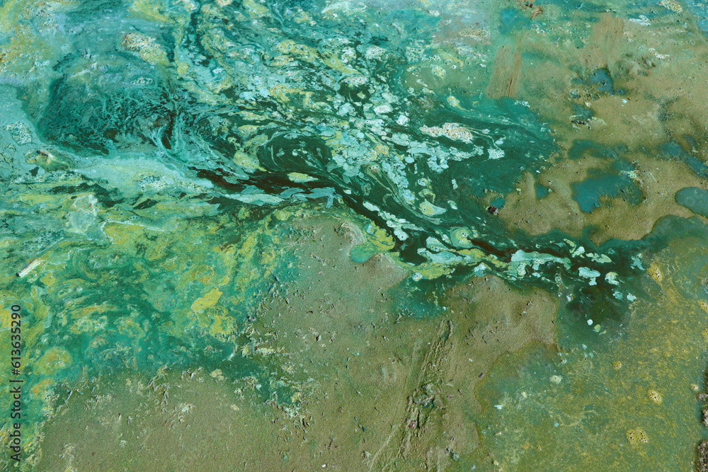 Blue-green algae (cyanobacteria) colony. Active reproduction of ...