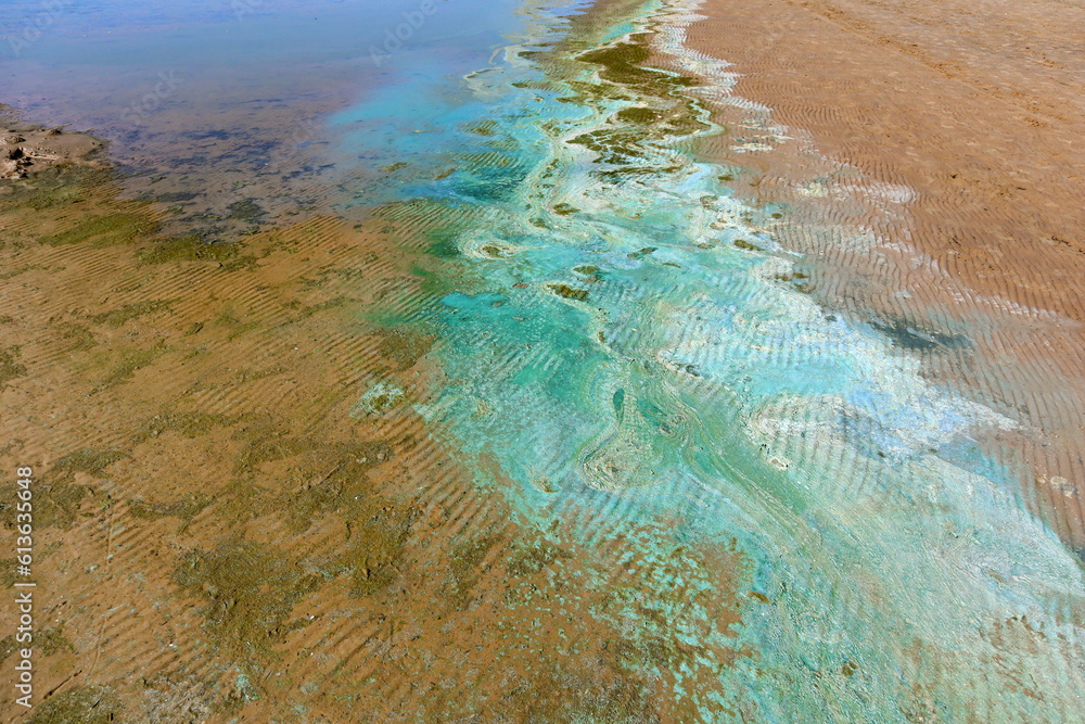 Bright blue-green algae (cyanobacteria) on water and beach sand. Close ...