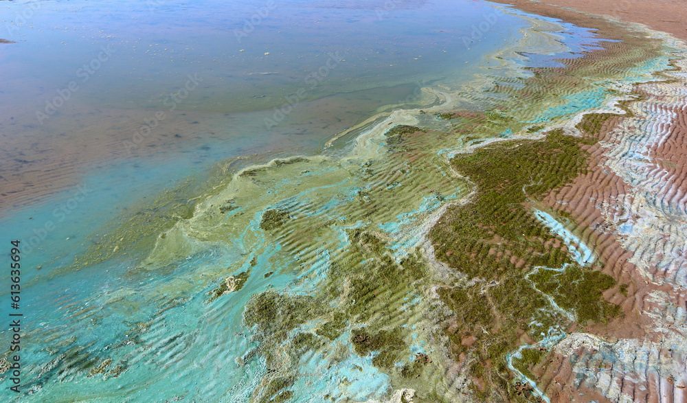 Bright blue-green algae (cyanobacteria) on water and beach sand. Close ...