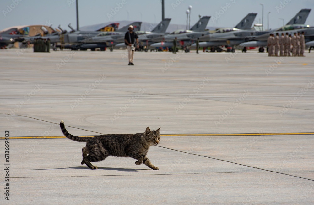 A cat among (Tomcat ) jet fighter planes, confused and frightened, does ...