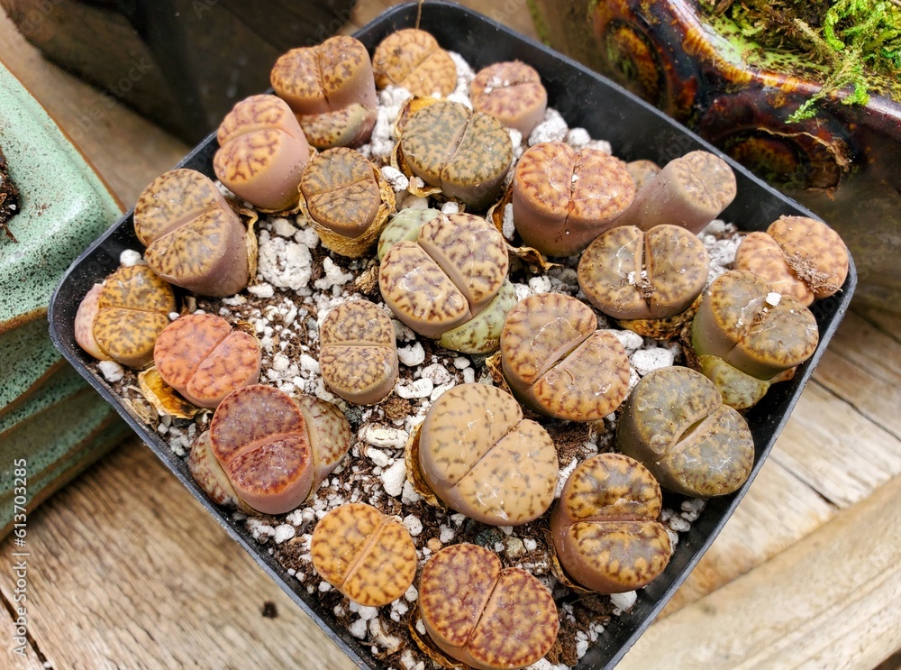 Light pink colors of Lithops plant, also known as the living stones ...