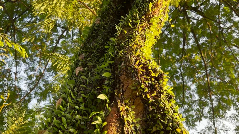 Pyrrosia piloselloides is one of several types of epiphytic ferns known ...