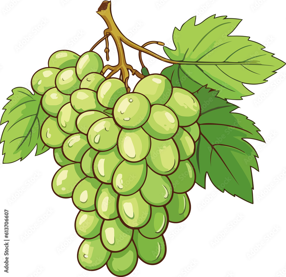Hand drawn cartoon green grapes on a pure white background color, hand ...