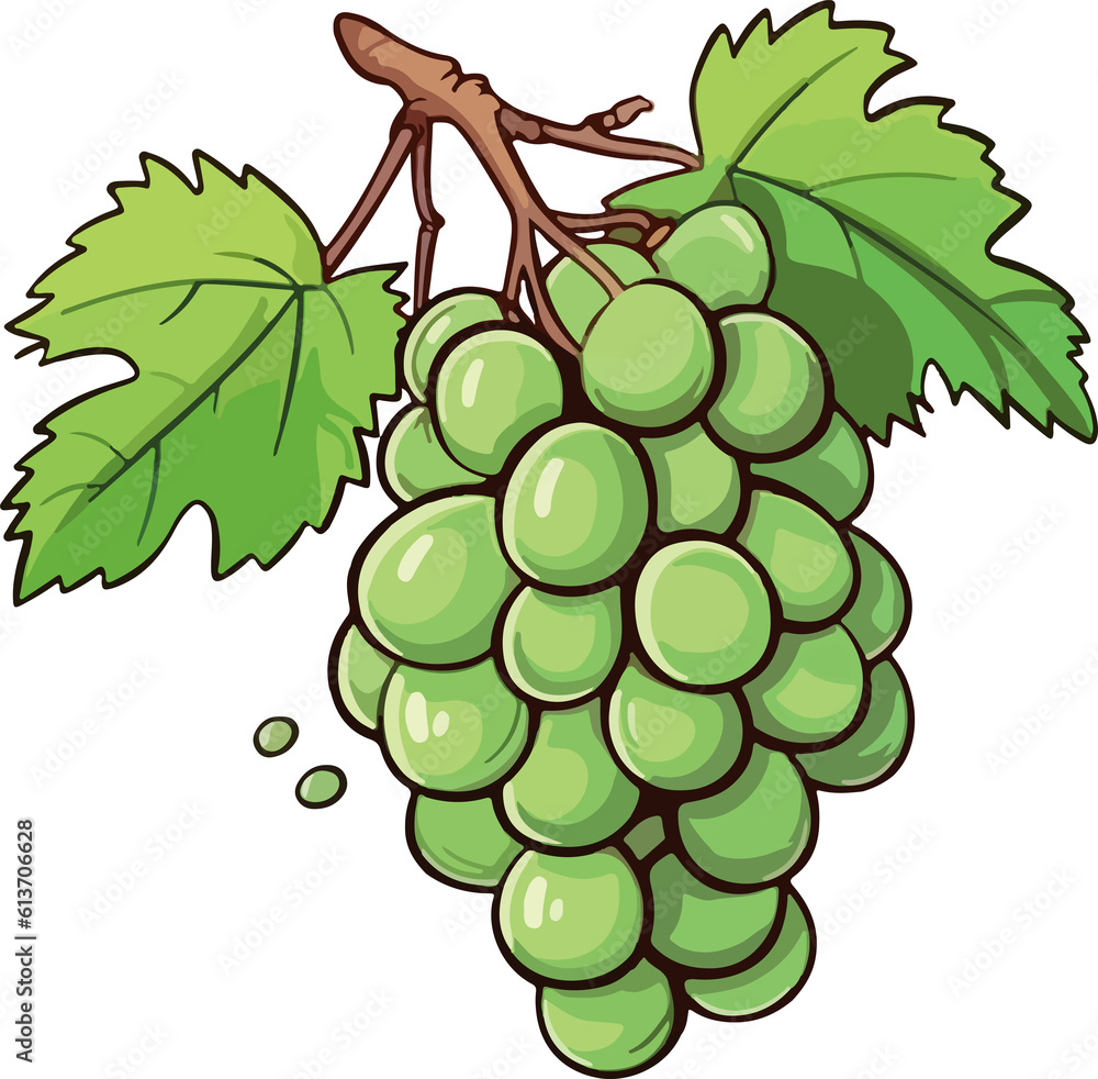 Hand drawn cartoon green grapes on a pure white background color, hand ...